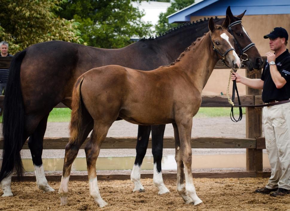 Pembroke Farm: Farentino - 2014 SWB Stallion